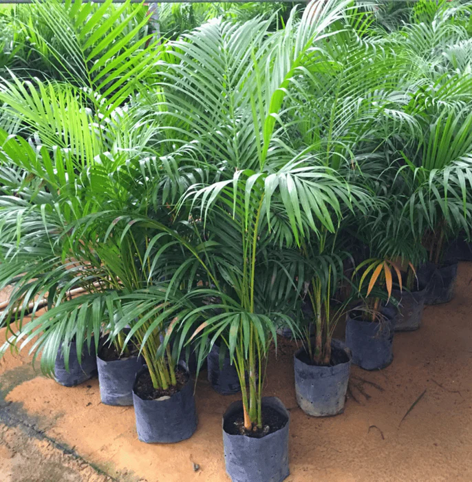 Buy Snake Plant Online